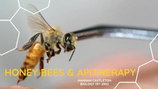 HONEY BEES & APITHERAPY at emaze Presentation