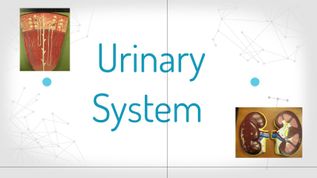 Urinary System at emaze Presentation