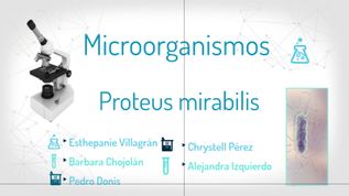 Microorganismos Proteus mirabilis at emaze Presentation