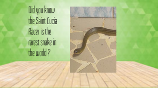 Saint Lucia Racer at emaze Presentation