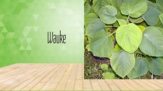 Wauke at emaze Presentation