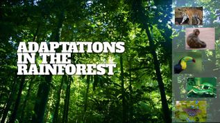 ADAPTATIONS IN THE RAINFOREST at emaze Presentation