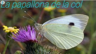 La papallona de la col at emaze Presentation