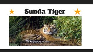 Sunda Tiger at emaze Presentation