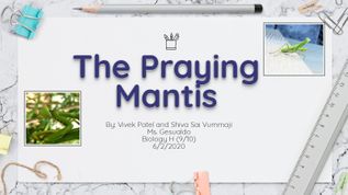 The Praying Mantis at emaze Presentation