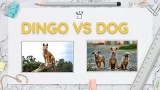 DOG VS DOG... at emaze Presentation