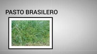 PASTO BRASILERO at emaze Presentation