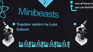 Trapdoor spider at emaze Presentation