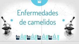 Camelidos SA Karla Cedillo at emaze Presentation