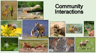 Community Interactions at emaze Presentation