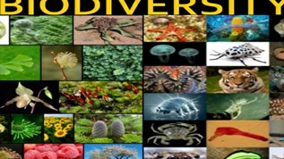 biodiversity at emaze Presentation