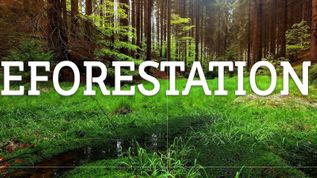 Deforestation at emaze Presentation