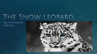 snow leopard project at emaze Presentation