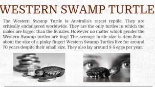 Western Swamp Turtle at emaze Presentation