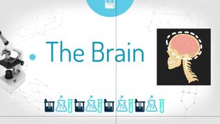 The Brain at emaze Presentation