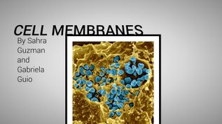 Cell membranes at emaze Presentation