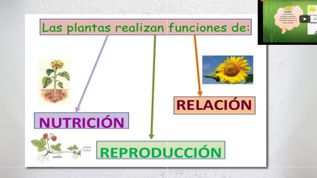 Funciones vitales de las plantas at emaze Presentation
