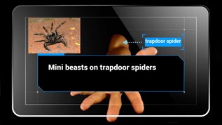 trapdoor spiders at emaze Presentation