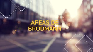 AREAS DE BRODMANN at emaze Presentation