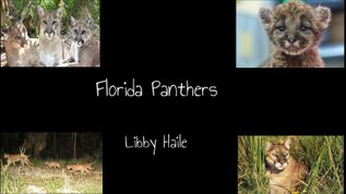 Florida Panthers at emaze Presentation