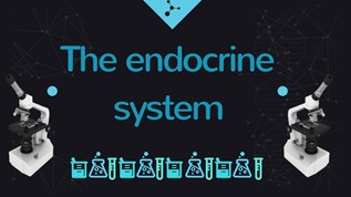 the endocrine system at emaze Presentation