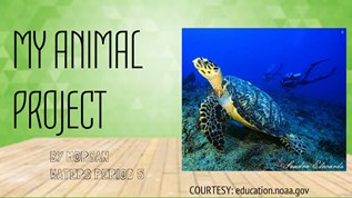 Animal Project Video at emaze Presentation