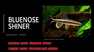 Animal Project copy2 at emaze Presentation