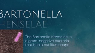 Bartonella Henselae at emaze Presentation