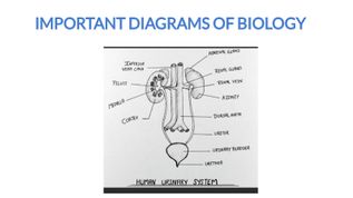 IMPORTANT DIAGRAMS OF BIOLOGY at emaze Presentation