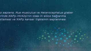 Homo sapiens, Mus musculus ve Heterocephalus glaber at emaze Presentation