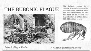 The Bubonic Plague at emaze Presentation