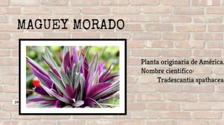 Maguey morado at emaze Presentation