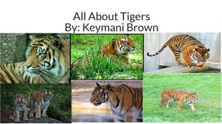 All About Tigers at emaze Presentation