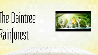 The Dain tree rain forest at emaze Presentation