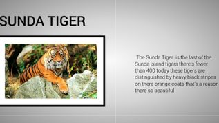 Sunda Tiger at emaze Presentation