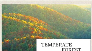temperate forest at emaze Presentation