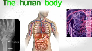 The human body at emaze Presentation