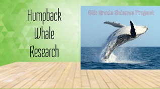 Humpback Whale Project at emaze Presentation