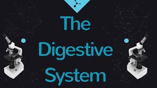 Science digestive system at emaze Presentation
