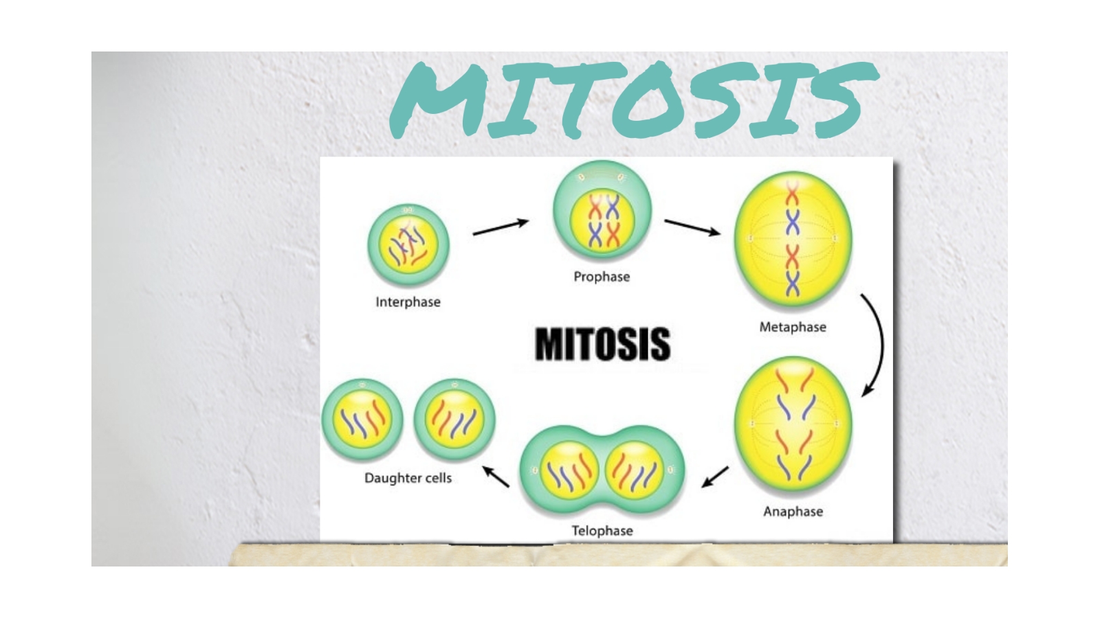 Mitosis & cytokinesis at emaze Presentation