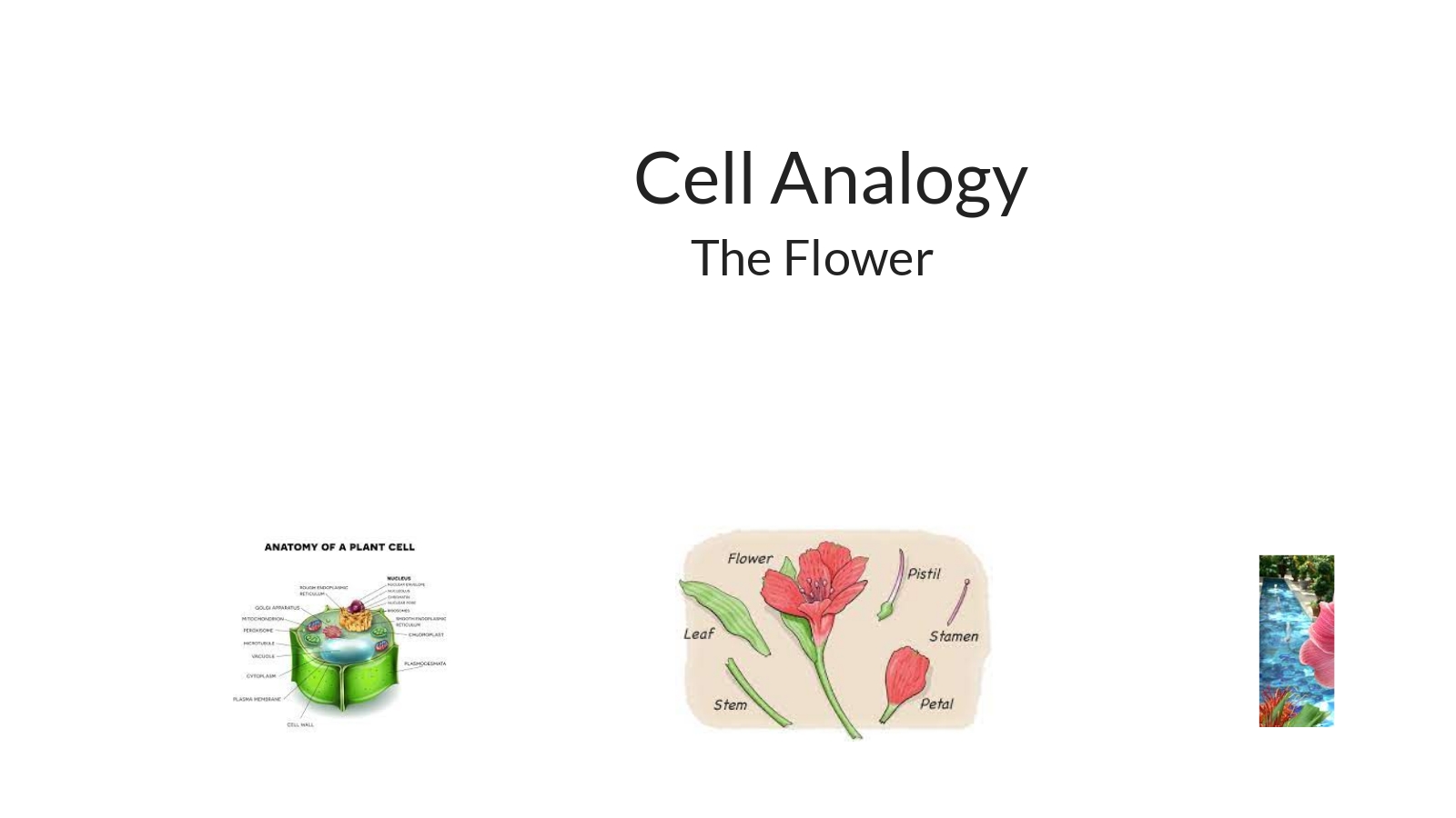 Cell Analogy at emaze Presentation
