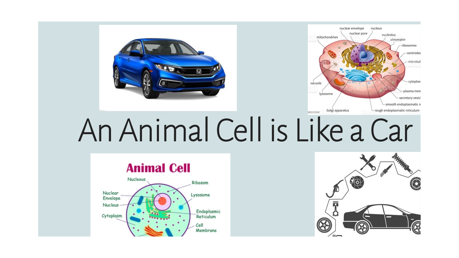 Cell project at emaze Presentation