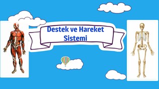 Destek ve Hareket Sistemi at emaze Presentation