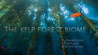 Kelp forest biology project at emaze Presentation