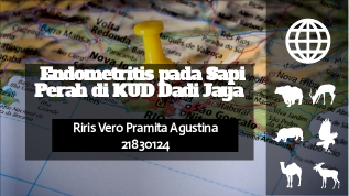 Endometritis pada Sapi Perah copy1 at emaze Presentation