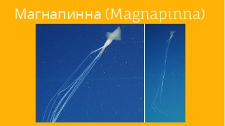 Магнапинна (Magnapinna) at emaze Presentation