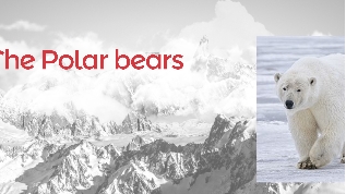 The Polar bears at emaze Presentation