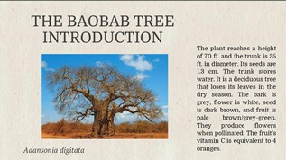 Baobab tree at emaze Presentation