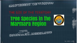 Tree Species in the Marmara Region at emaze Presentation