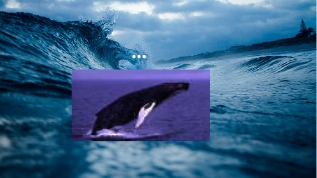 BALLENA at emaze Presentation